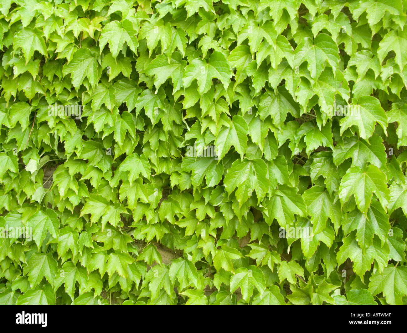 ivy texture background Stock Photo - Alamy