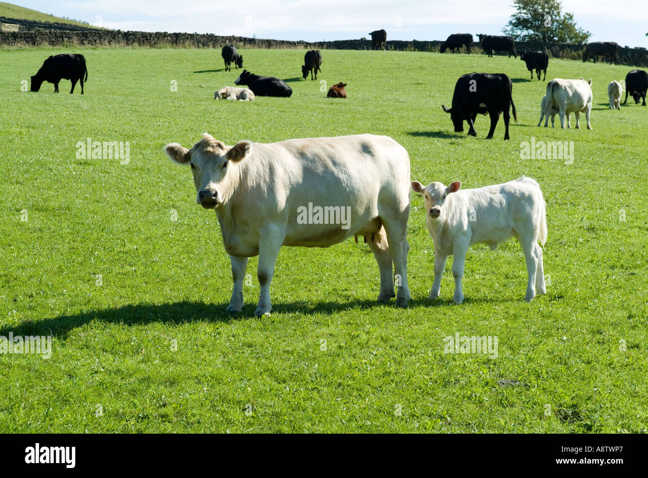 Yorkshire cow calf hi-res stock photography and images - Alamy