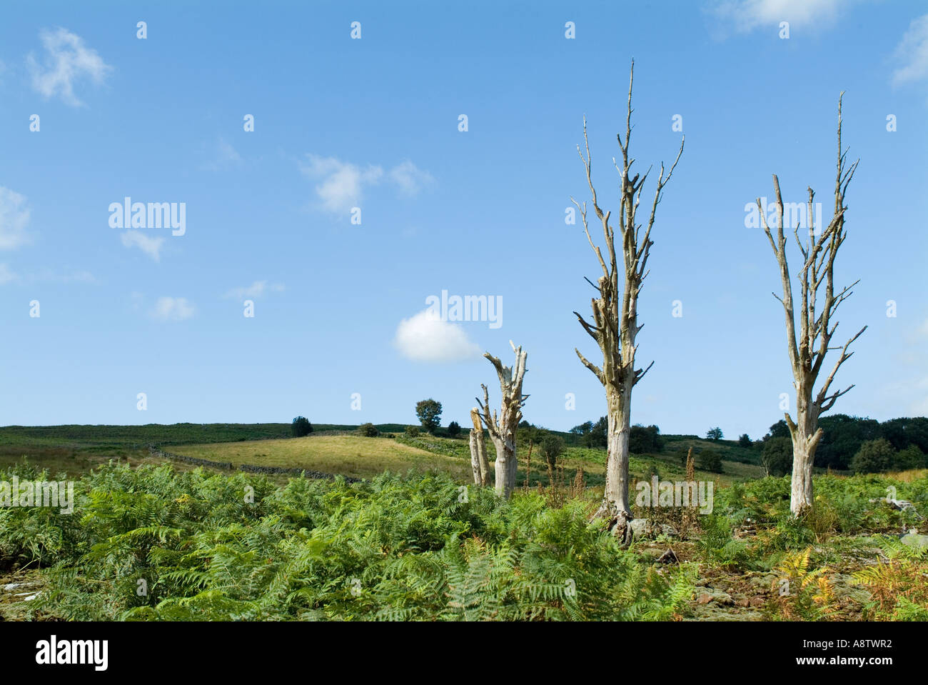 Dead Trees in Field Stock Photo - Alamy