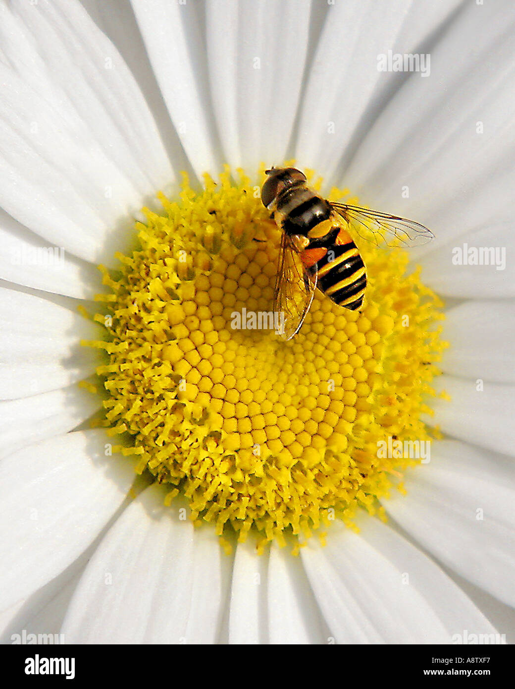 Bee inspired hi-res stock photography and images - Alamy