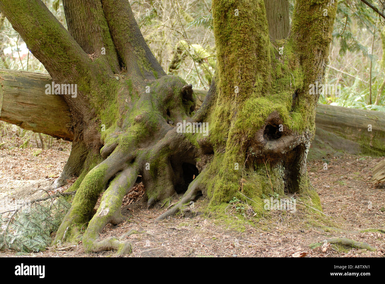 Knotty tree covered in moss in a random forest path Stock Photo - Alamy