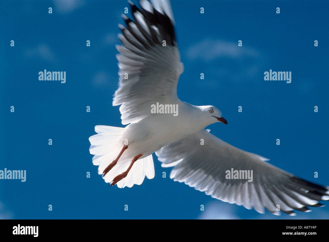 Silver gull hi-res stock photography and images - Alamy