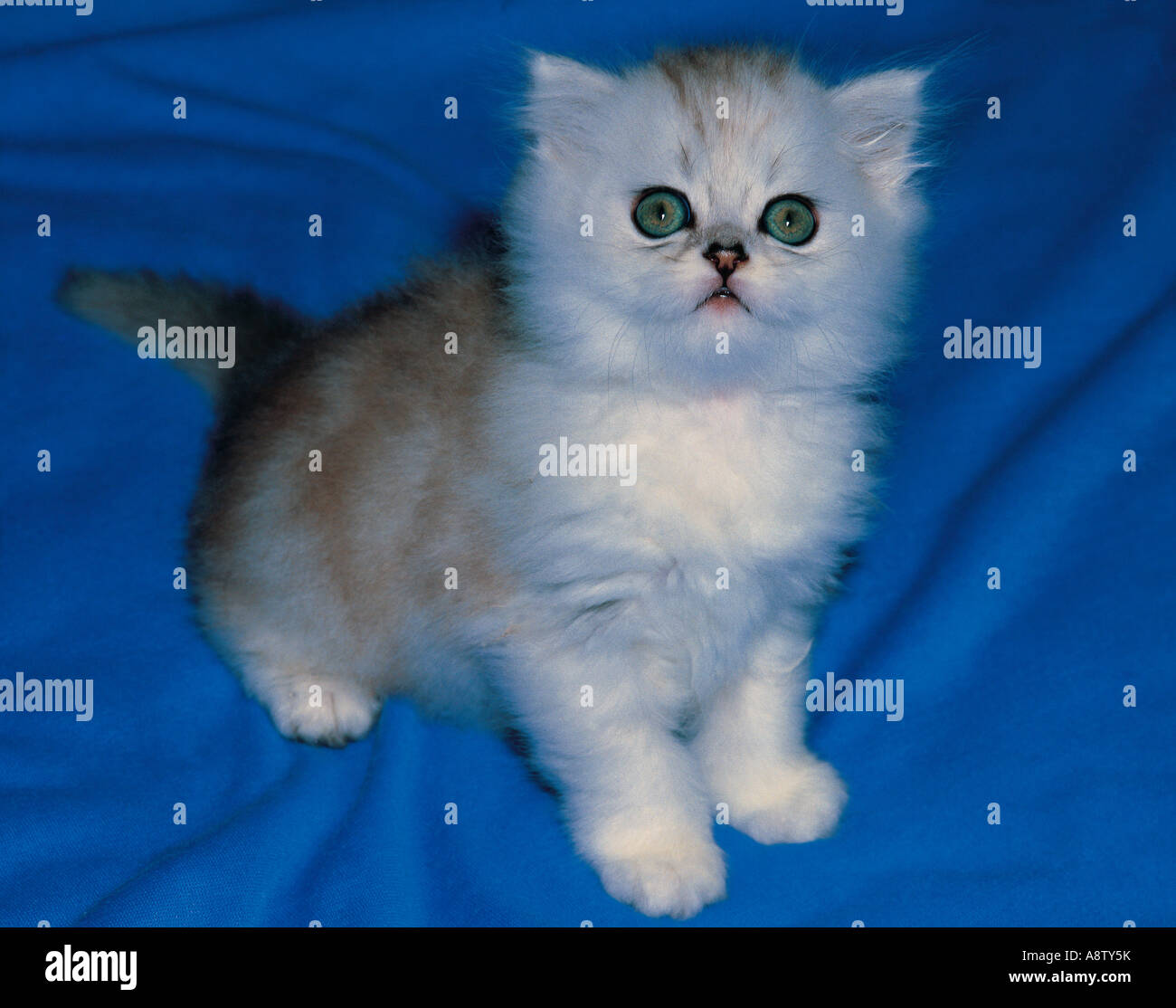 Animals look cute Cut Out Stock Images & Pictures - Alamy