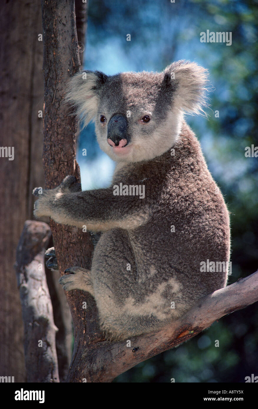 Australia wildlife marsupial adult Koala outdoors Stock Photo - Alamy