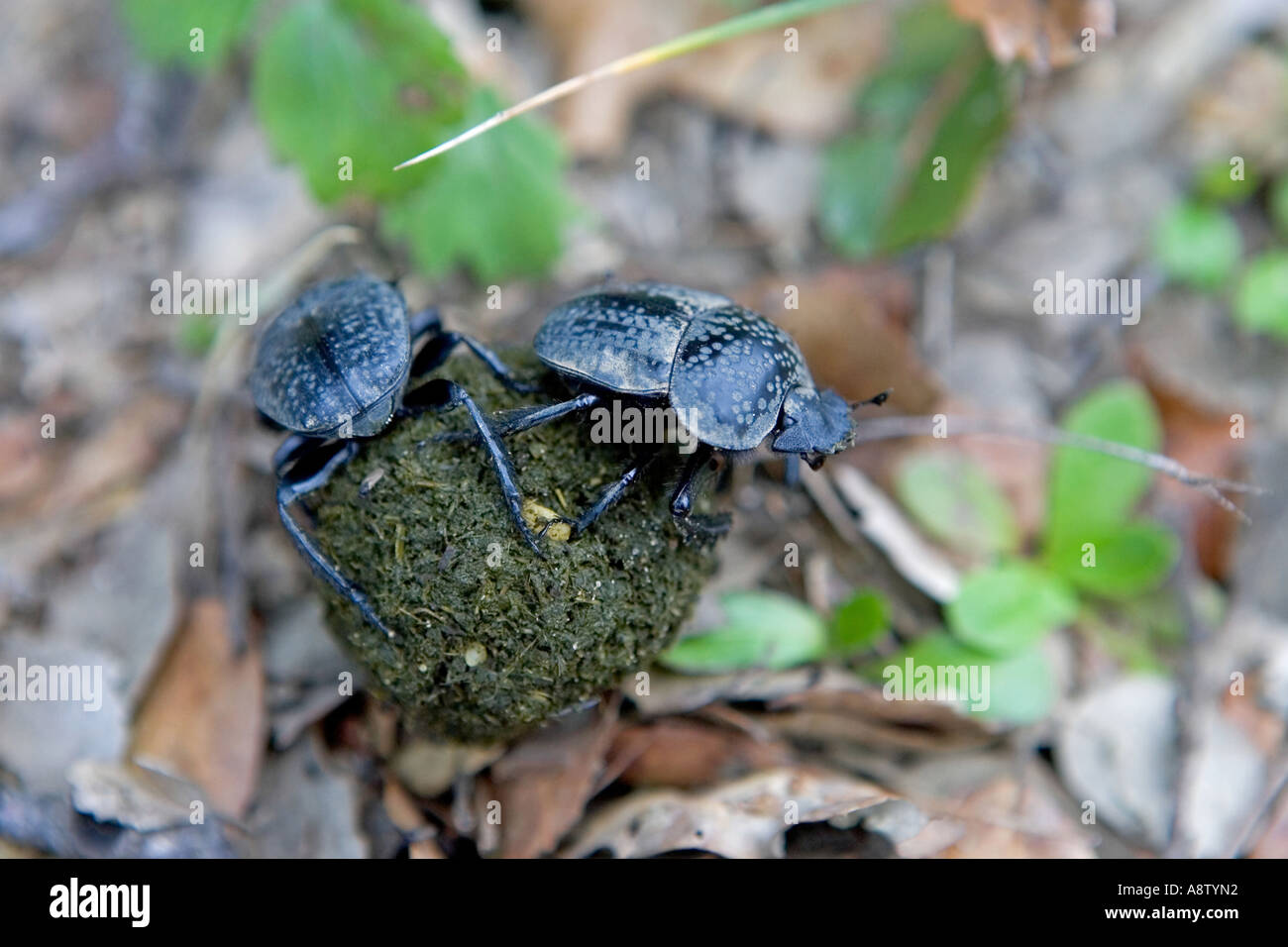 Dungbeetles hi-res stock photography and images - Alamy
