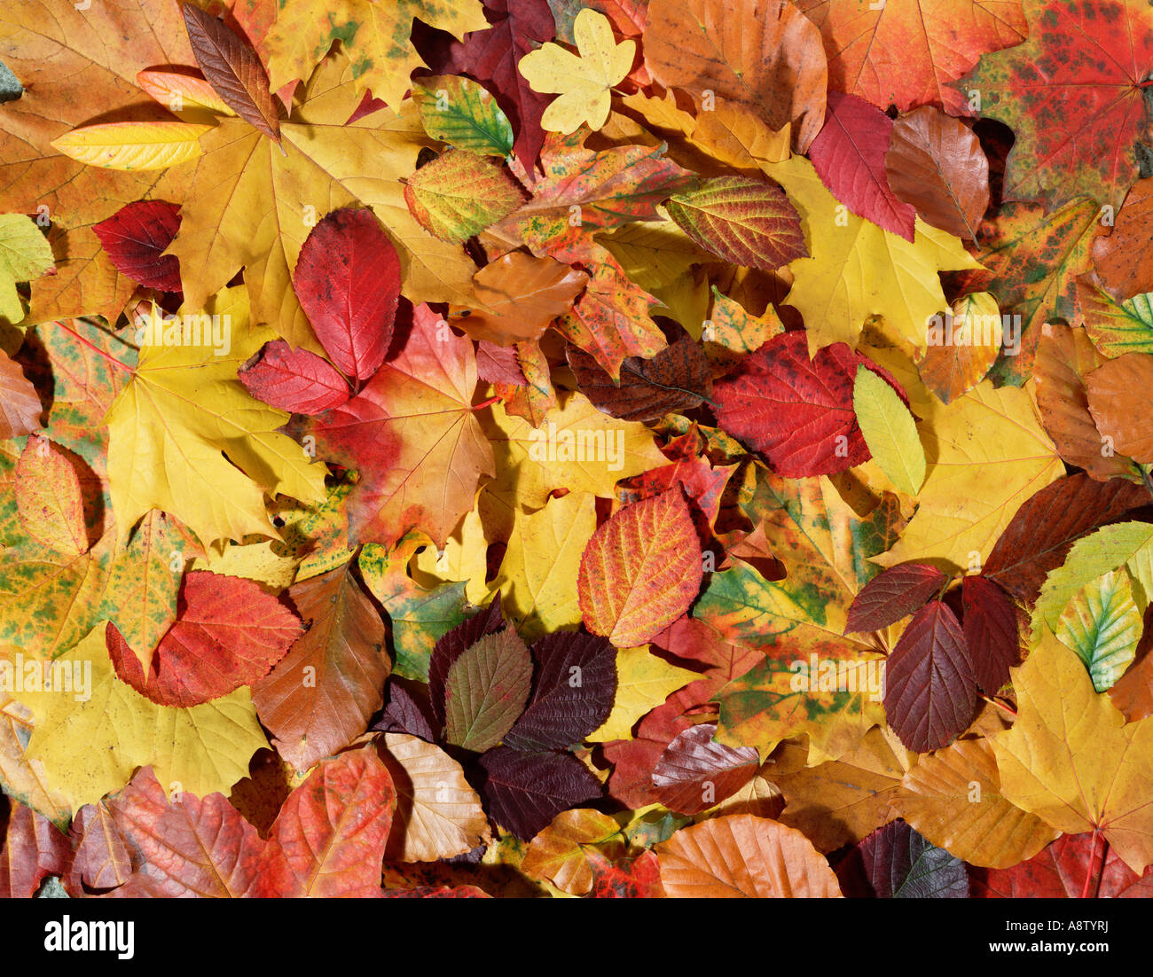 Close up of scattered, fallen autumn leaves Stock Photo - Alamy