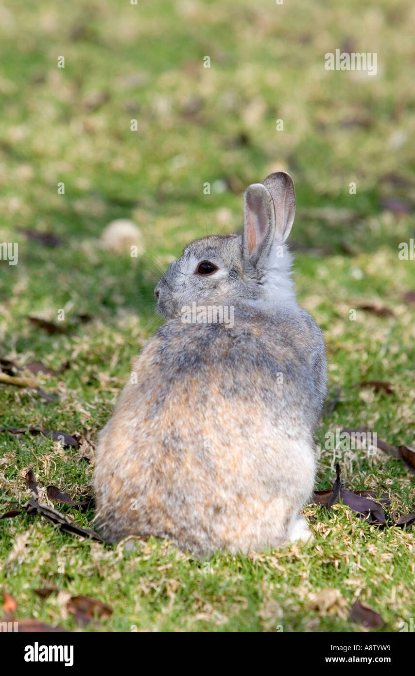 Fluffy furry cute and grey bunny rabbit in a grassy field with long ...