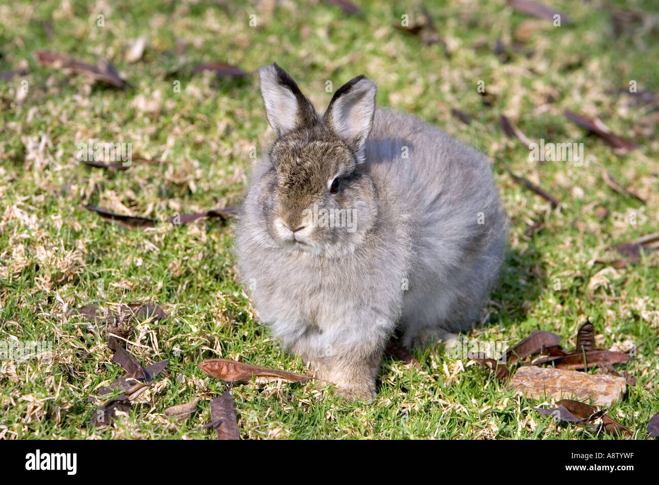 Very fluffy furry cute and grey bunny rabbit in a grassy field Stock ...