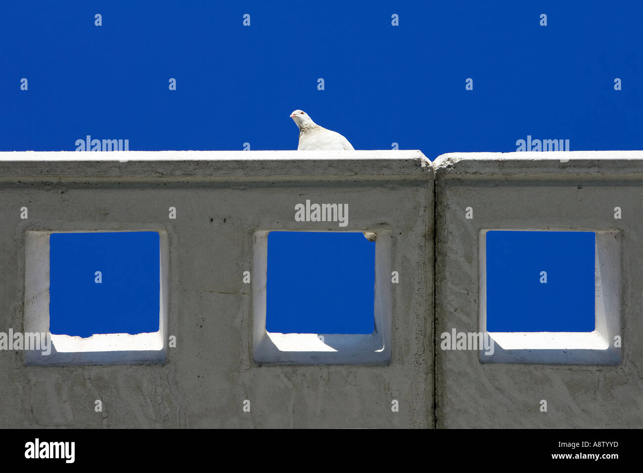 Abstract shot from below of a white pigeon looking over the edge of a ...
