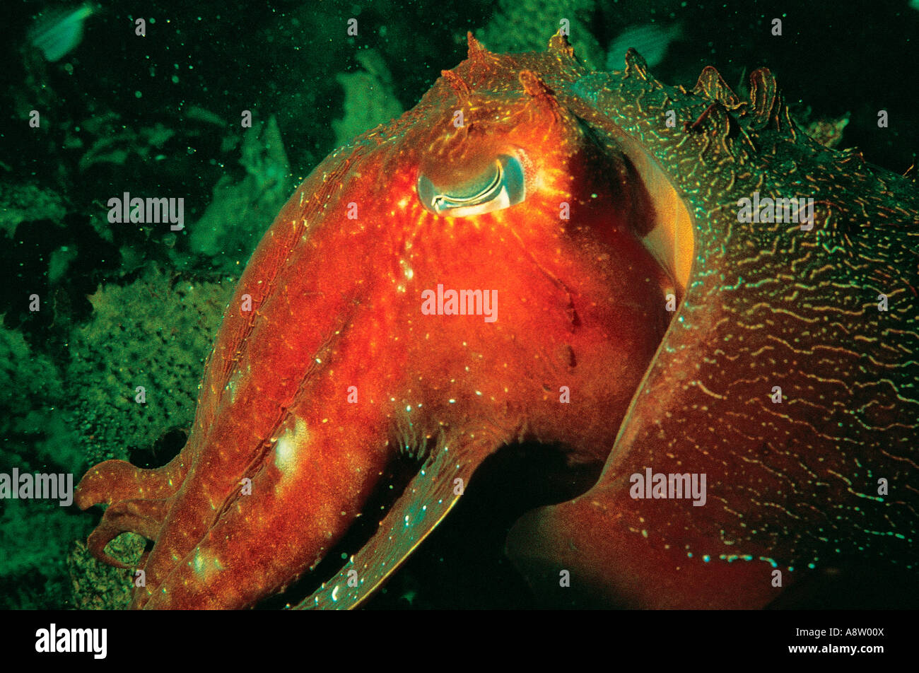 Wildlife. Cephalopod. Giant Cuttlefish. Sepia apama. Australia Stock ...