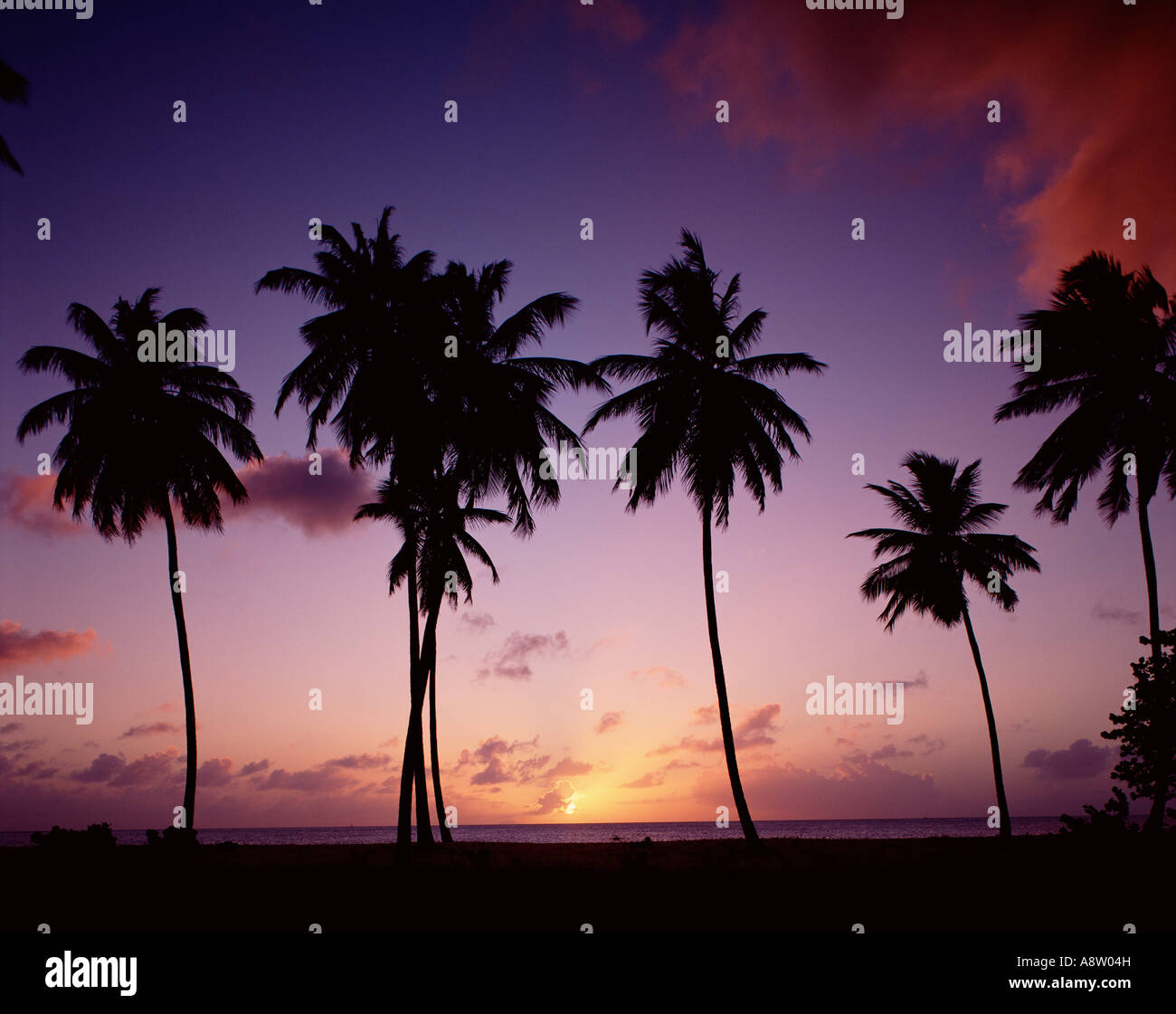 Barbados coconut tree hi-res stock photography and images - Alamy
