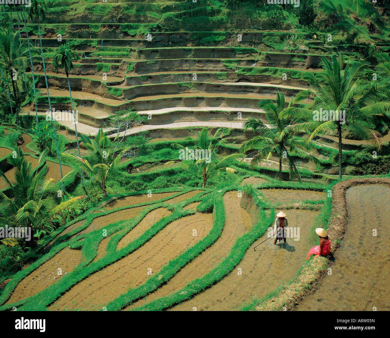 Indonesia. Bali. Agriculture. Farmers tending rice terraces near Ubud ...