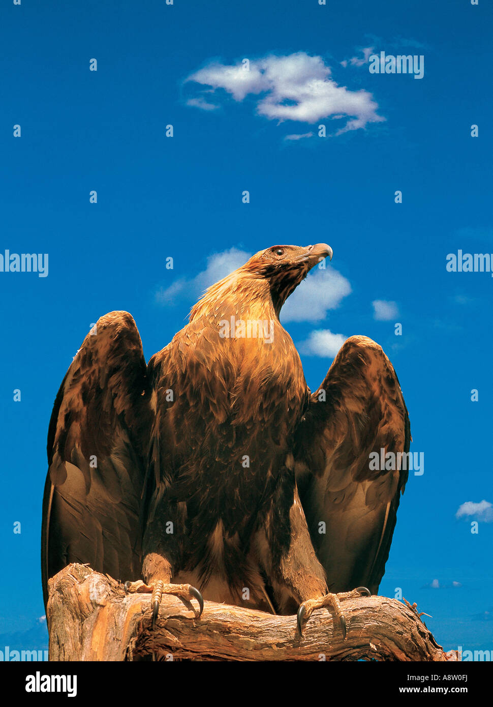 Wedge tailed eagle close up hi-res stock photography and images - Alamy