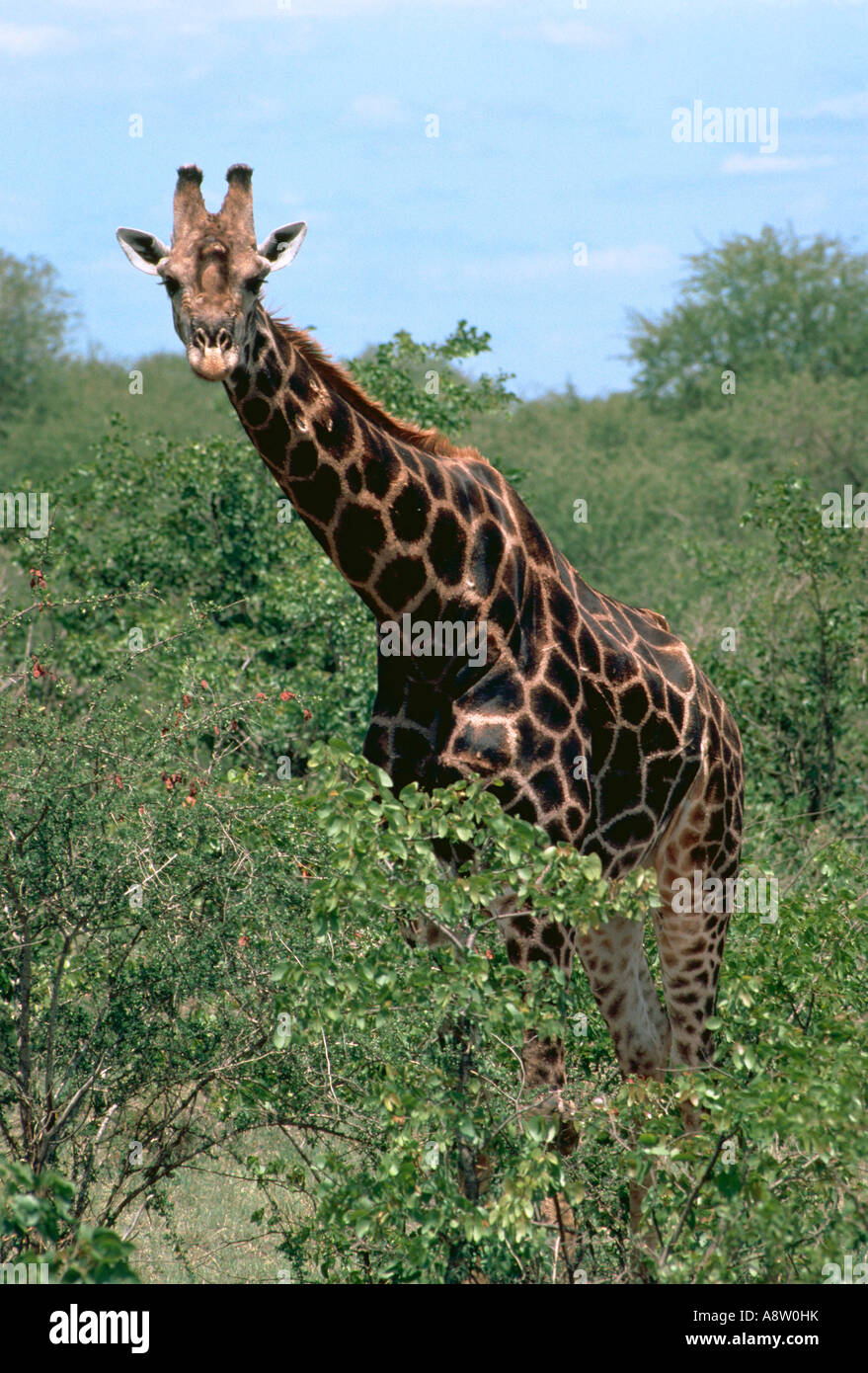 Giraffe standing in African bush Stock Photo - Alamy