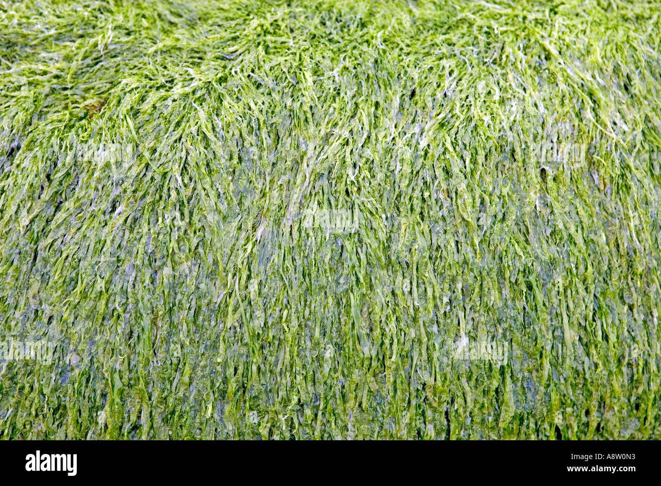 Weed strips hi-res stock photography and images - Alamy
