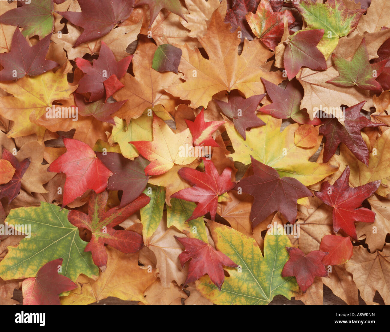 Closeup leaves hi-res stock photography and images - Alamy