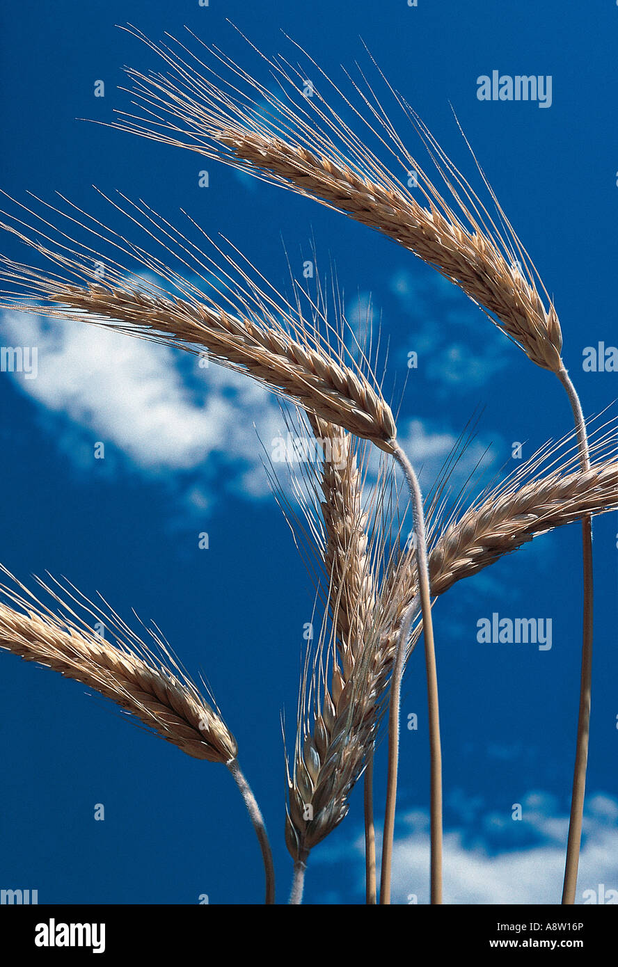 Agriculture. Crop. Close-up of ripe wheat growing Stock Photo - Alamy