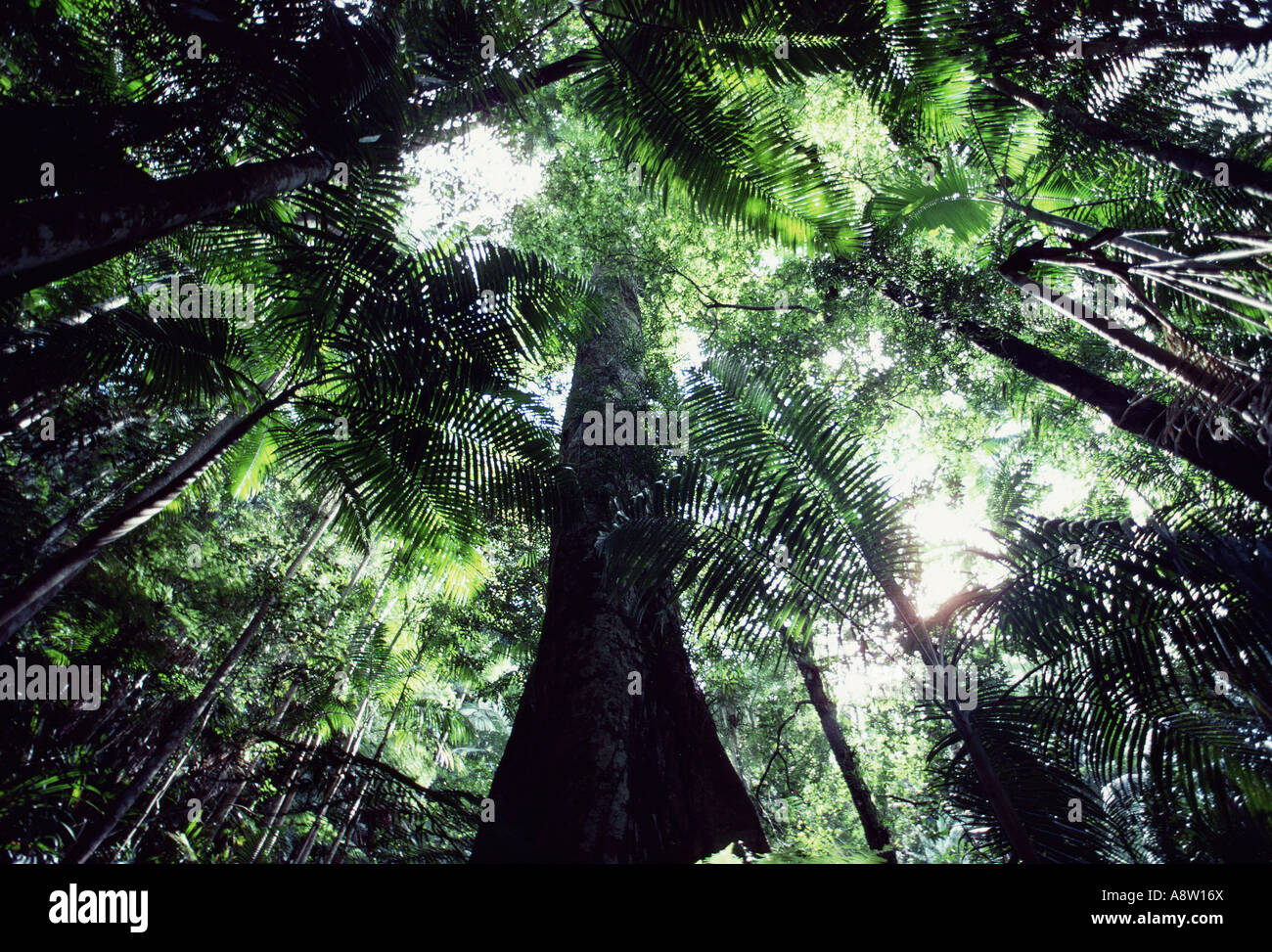 Canopy of rainforest hi-res stock photography and images - Alamy