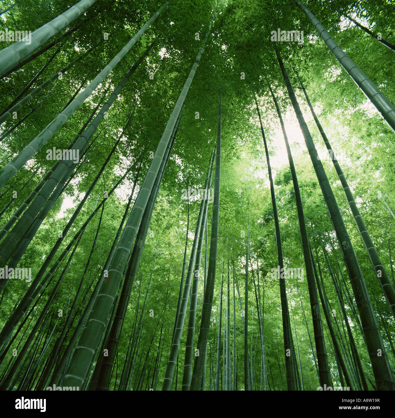 Bamboo forest china hi-res stock photography and images - Alamy