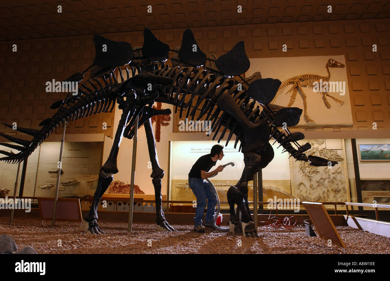 Dinosaur cleaning hi-res stock photography and images - Alamy