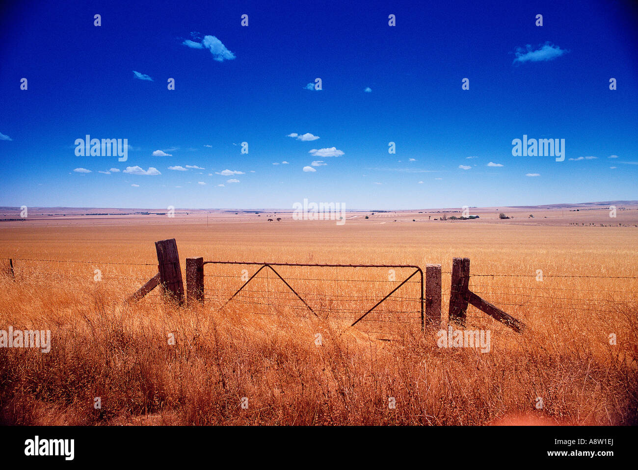 Australia. New South Wales. Moree Plains. Mature oats field with farm ...