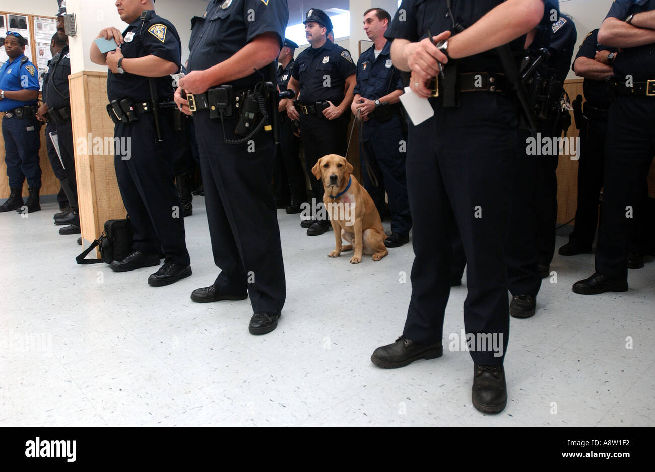 Bomb dog with police officer handler in police role call Stock Photo ...