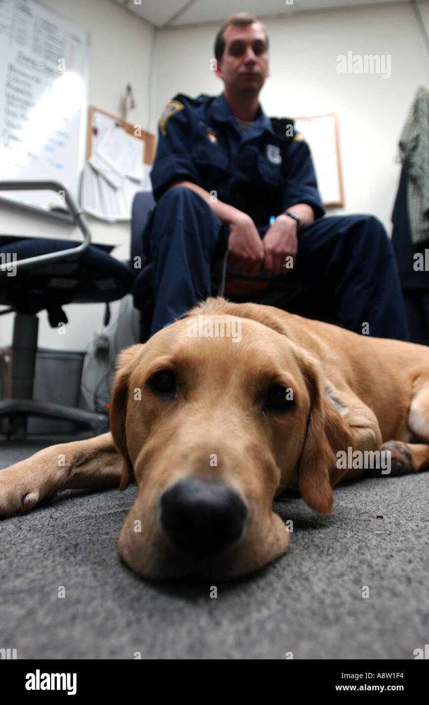Bomb dog with police officer handler special sniffing for bombs and ...