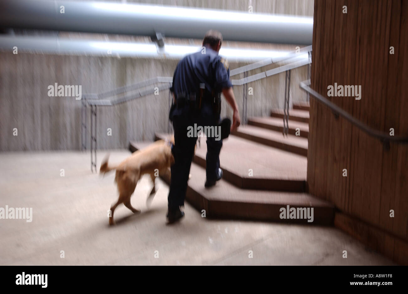 Explosives Dog Stock Photos & Explosives Dog Stock Images - Alamy