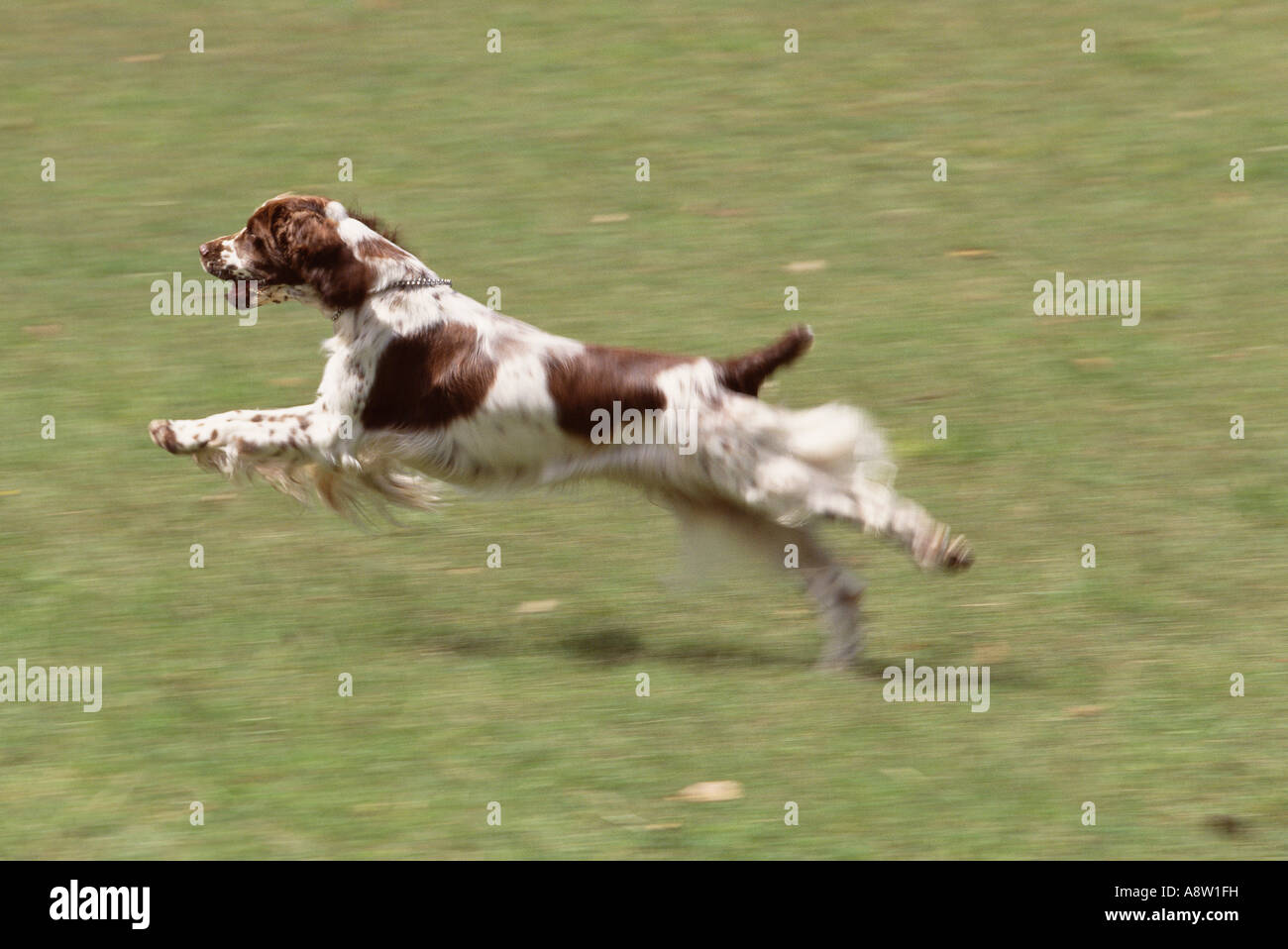 Pet dog outdoors. Springer Spaniel running in the park Stock Photo - Alamy