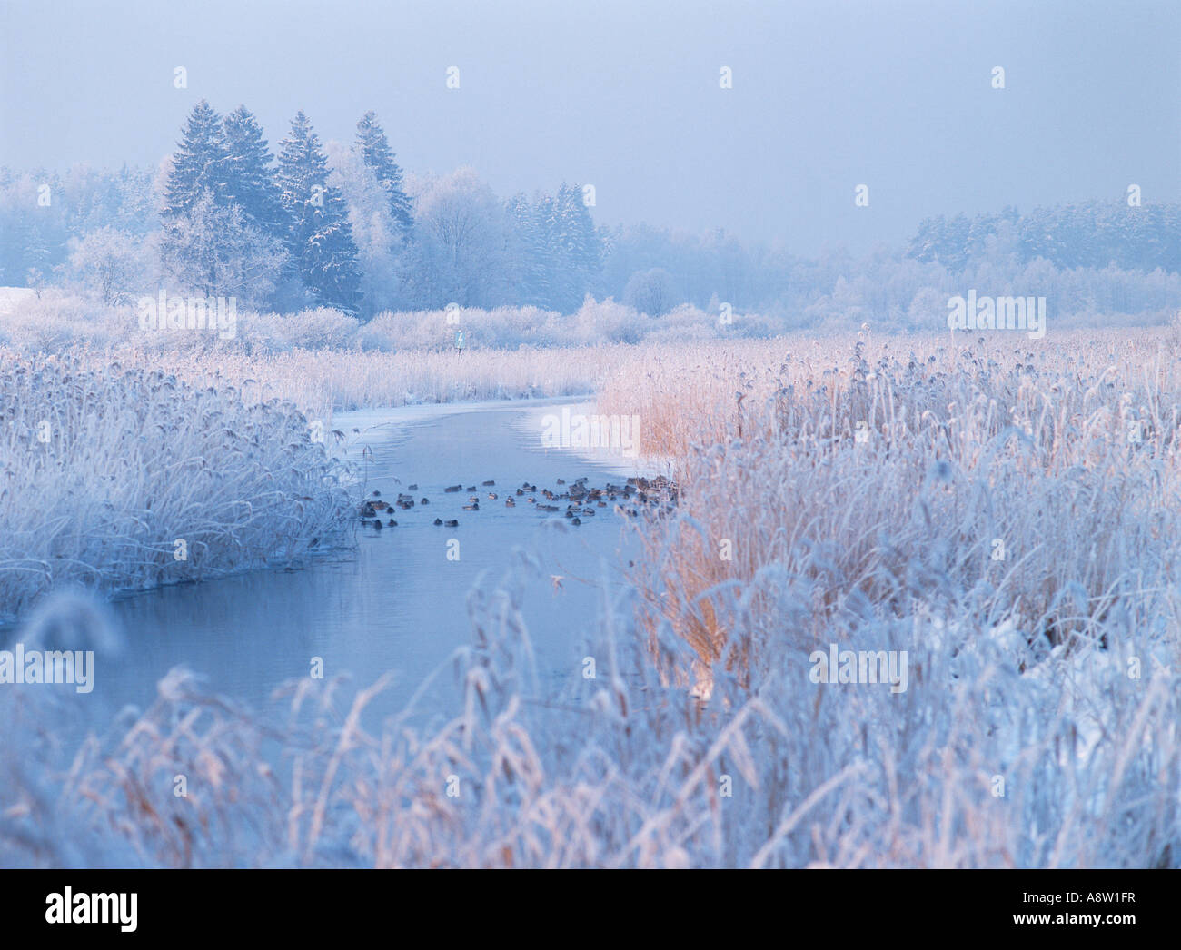 Poland. Frosty winter scene with river Stock Photo - Alamy