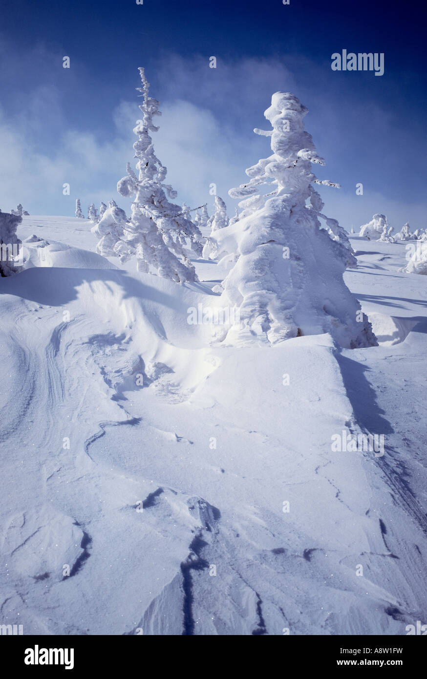 Frost encrusted trees hi-res stock photography and images - Alamy