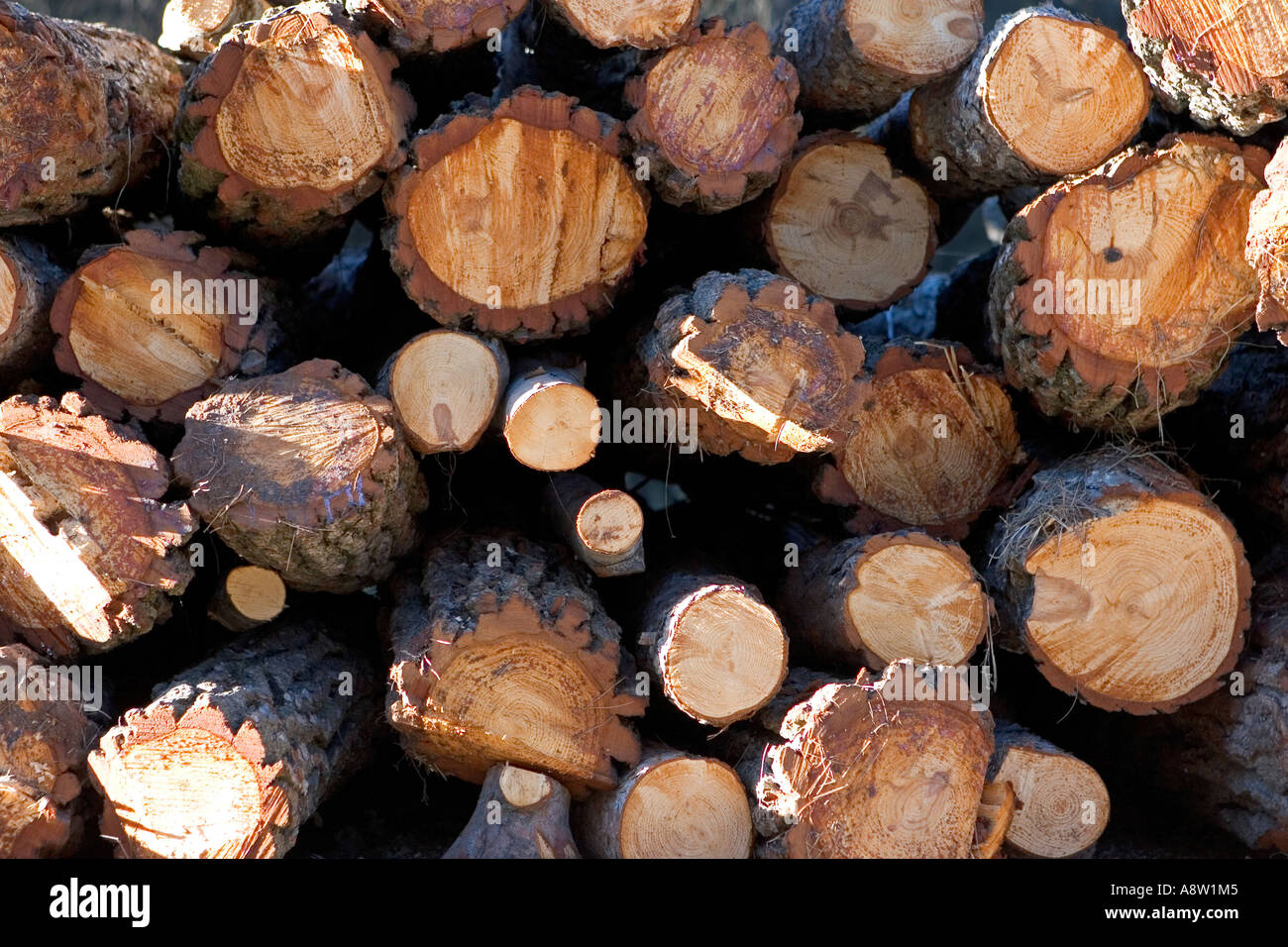 Logs of different sizes hi-res stock photography and images - Alamy