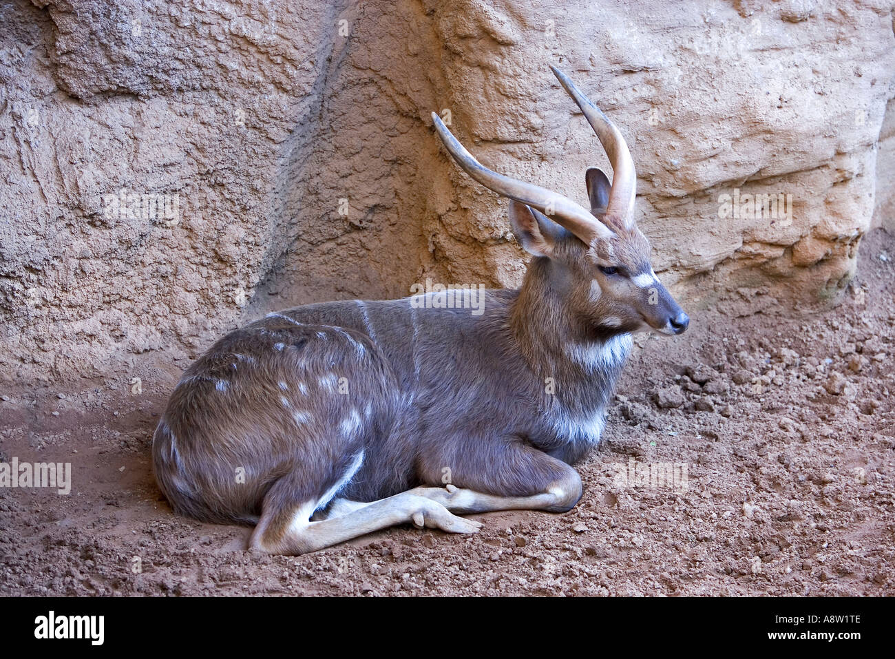 A Sitatunga or Marshbuck lying in the sun in a Spanish zoo on the Costa ...