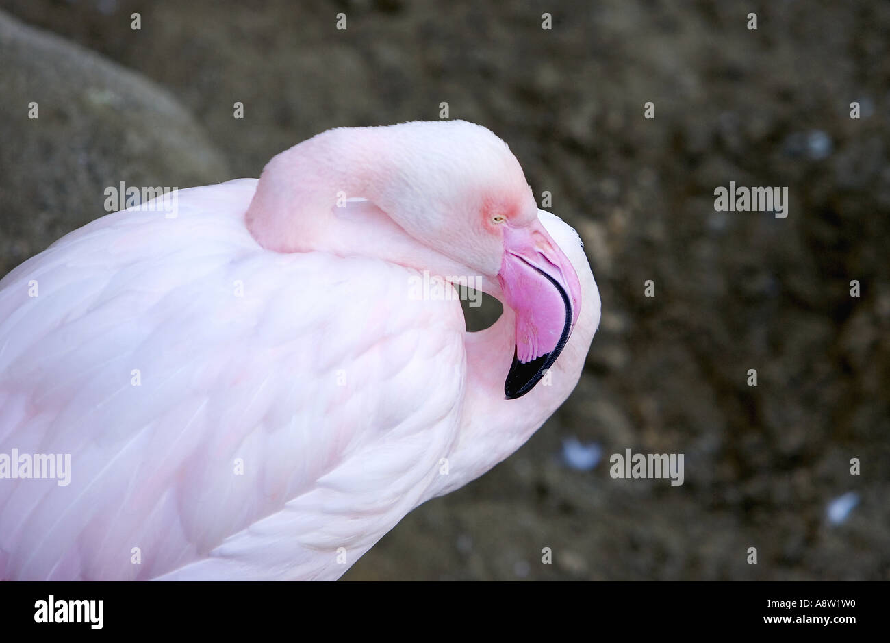 Close up sleeping flamingo hi-res stock photography and images - Alamy