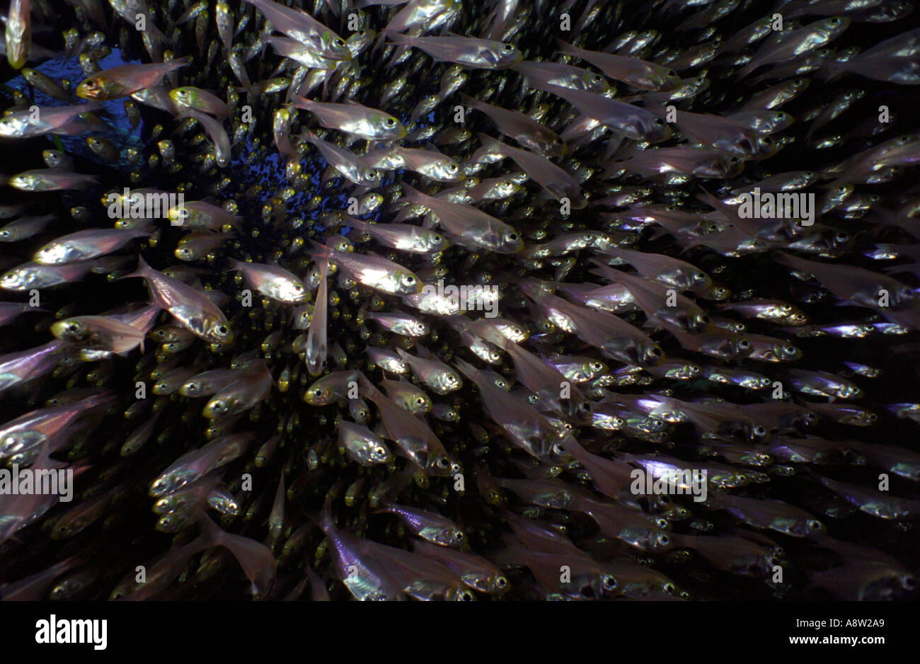 Shoal of glass fish in the Red Sea, Sharm El Sheikh, Egypt Stock Photo ...