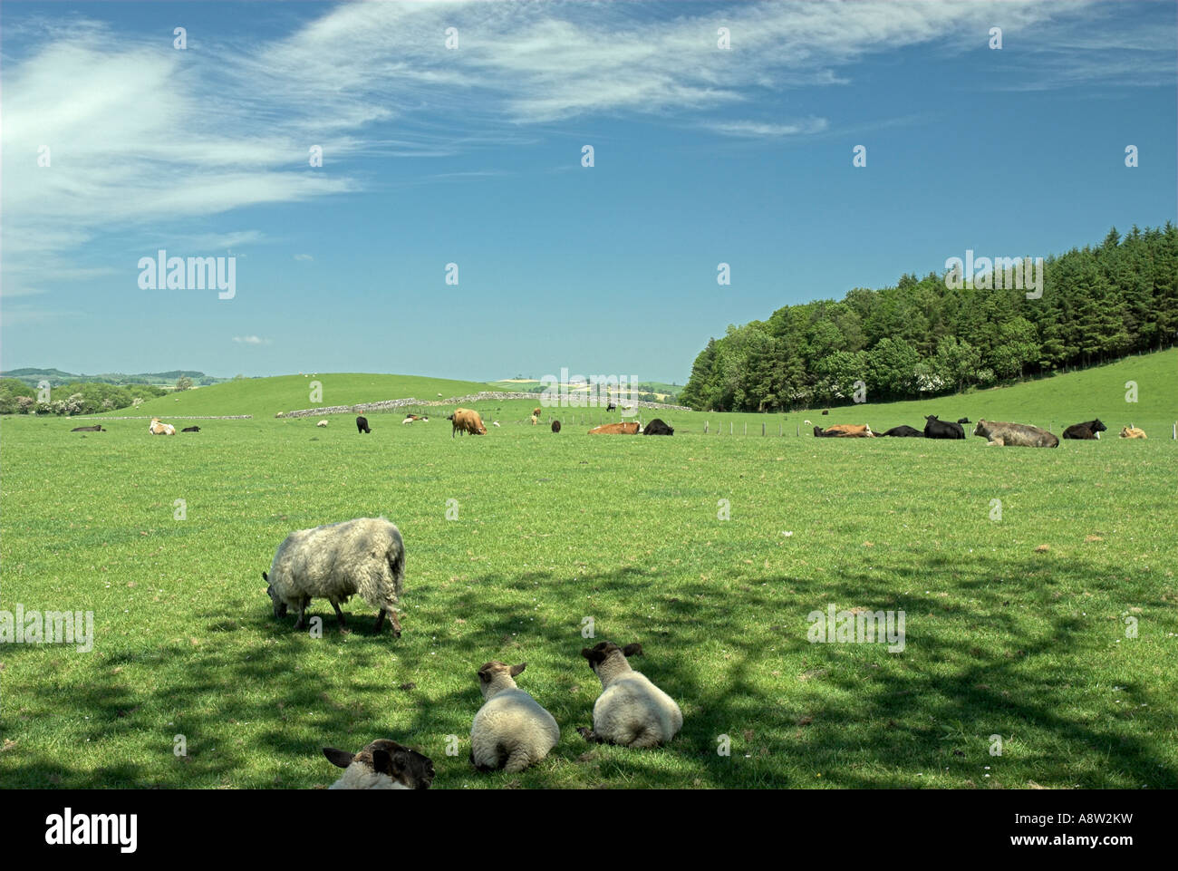 Sheep in field at Threave Dumfries & Galloway Scotland Stock Photo - Alamy