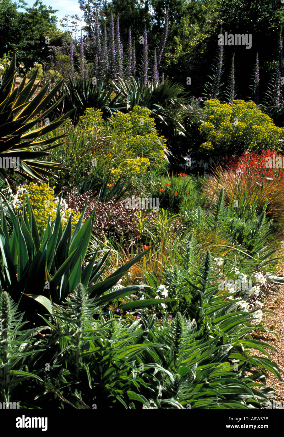 Mediterranean garden border in East Ruston, Old Vicarage, Norfolk Stock ...
