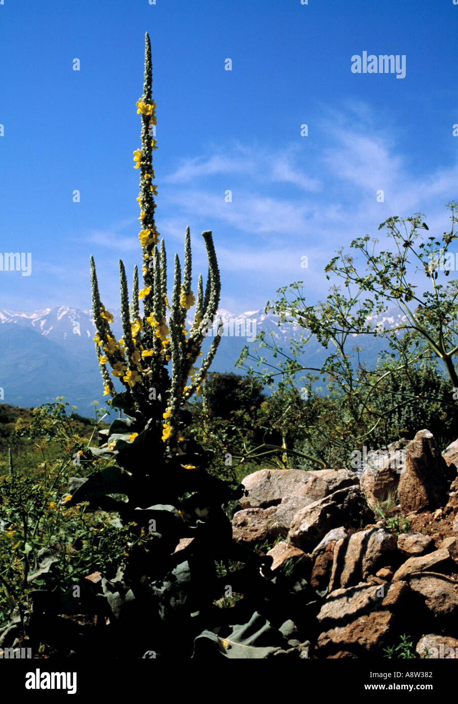 Greek mullein hi-res stock photography and images - Alamy