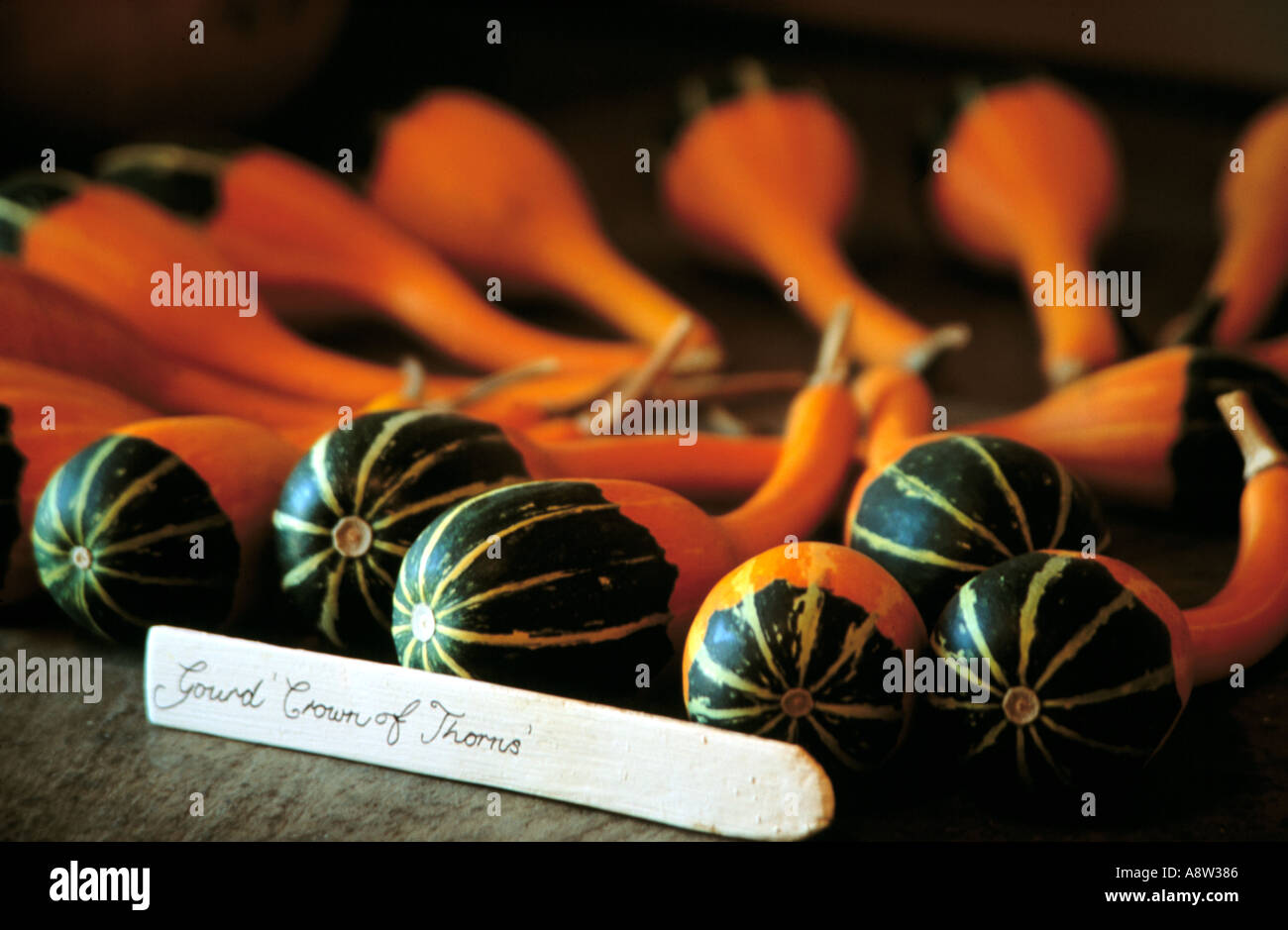 Crown of thorns gourd hi-res stock photography and images - Alamy