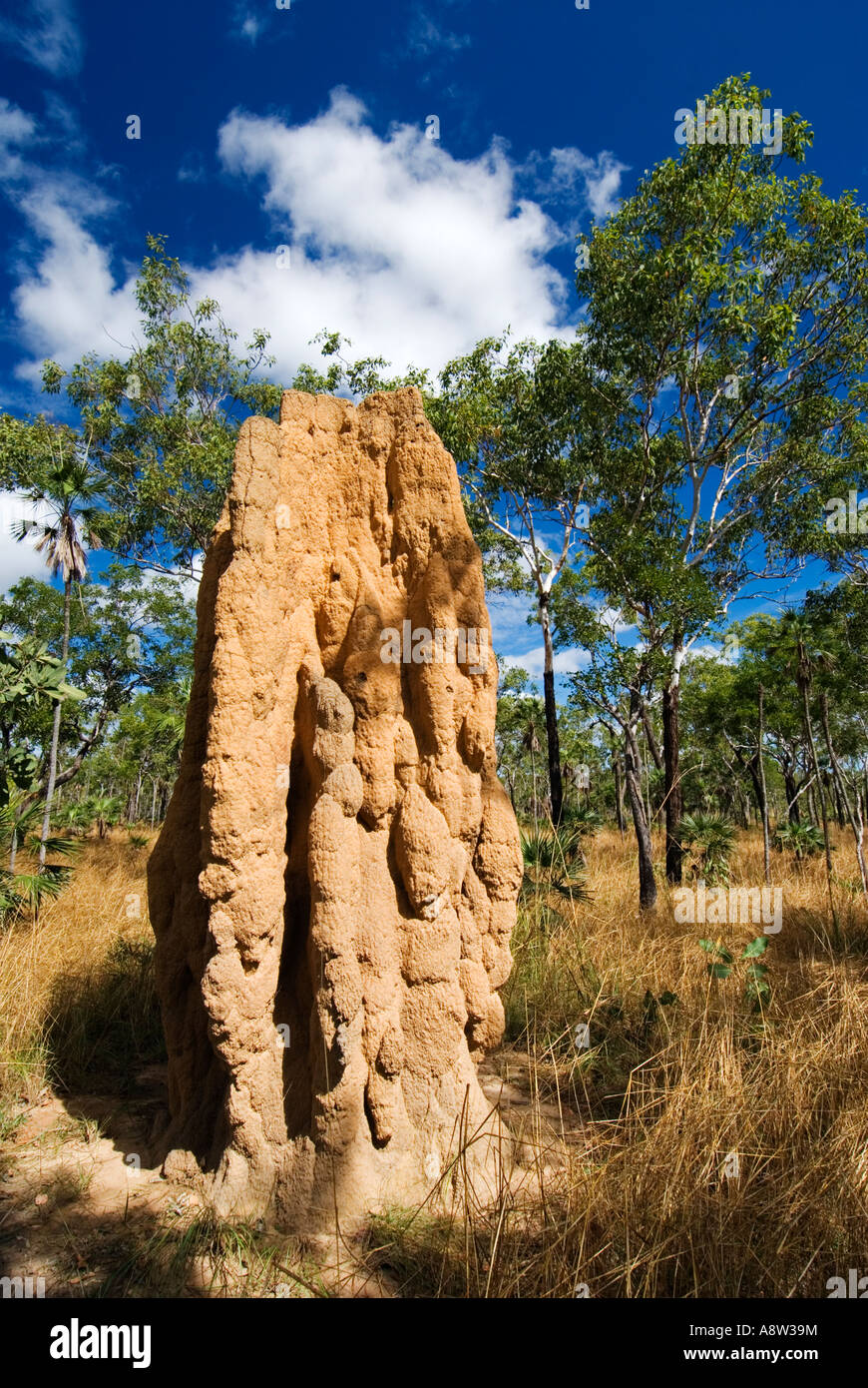 Large termite hill in Litchfield National Park in Northern Territories ...