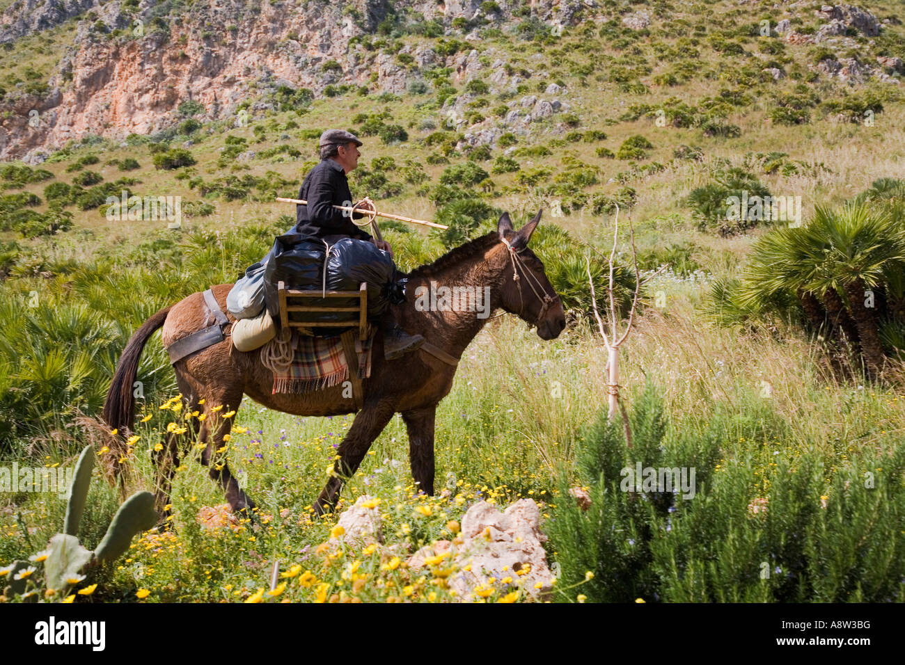 Pack mule hi-res stock photography and images - Alamy