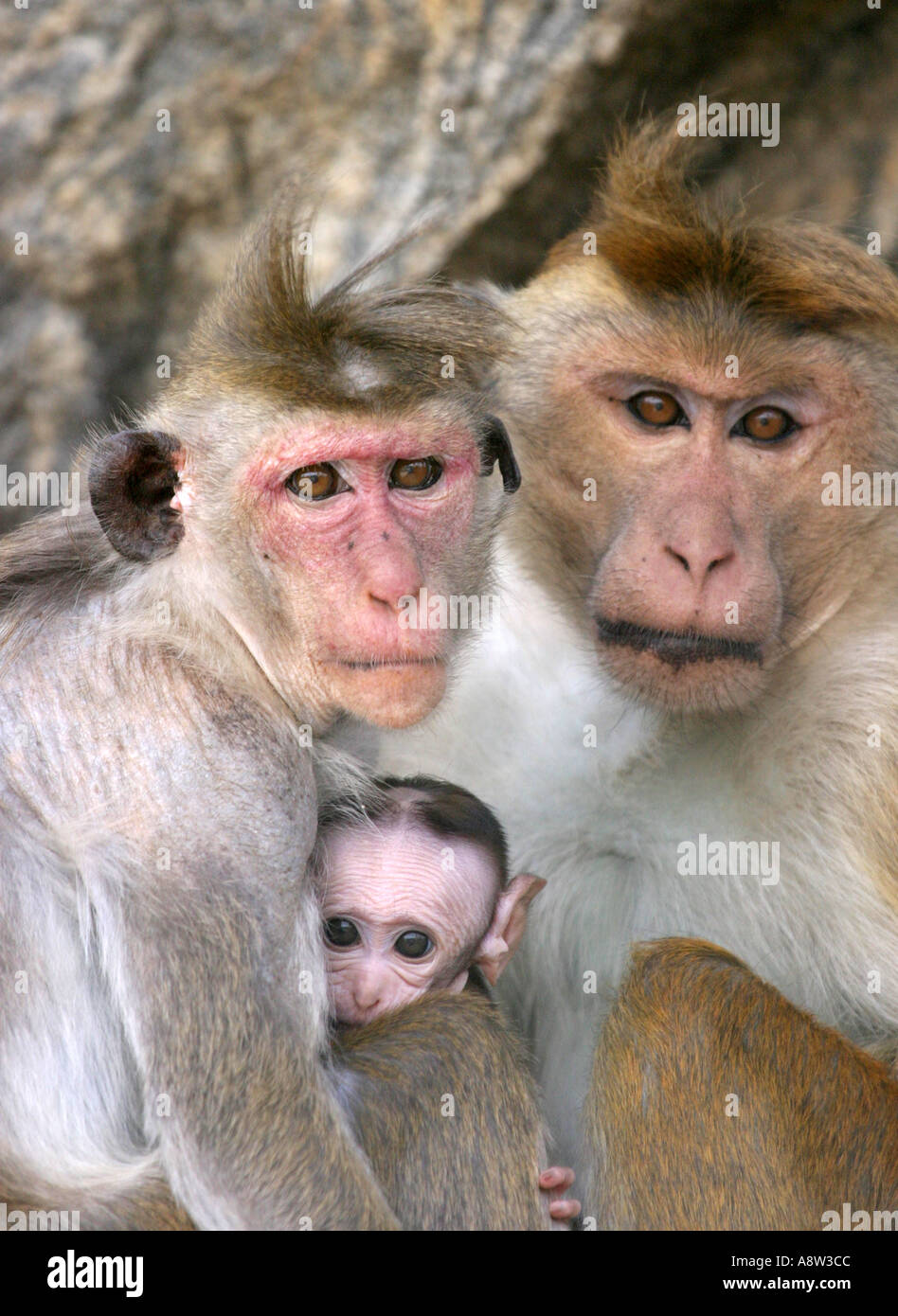Sri Lanka wildlife: Toque Macaque monkey ( Macaca Sinica ) family with ...