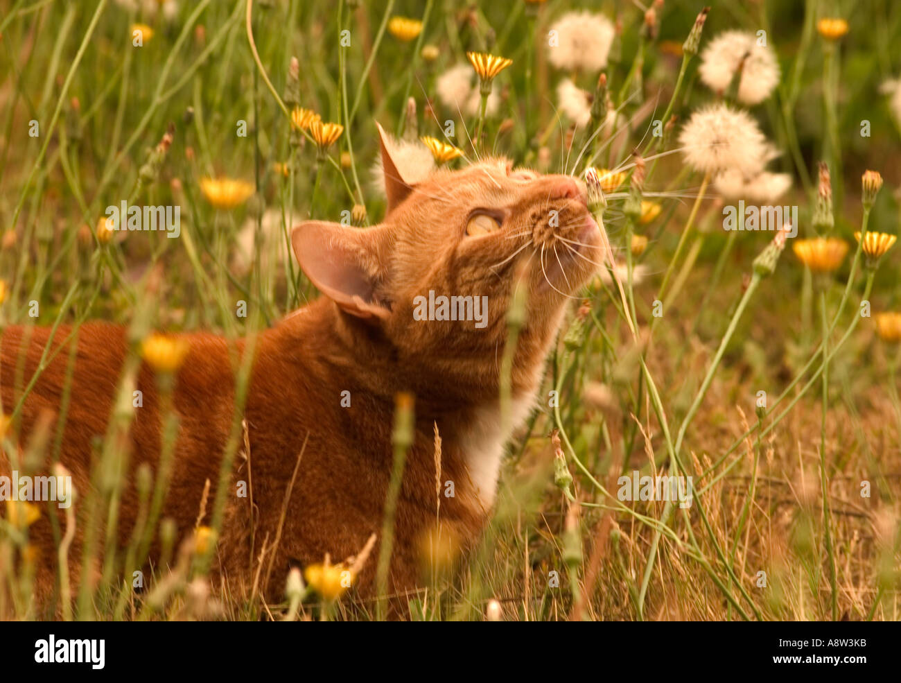 Smelling cat hi-res stock photography and images - Alamy