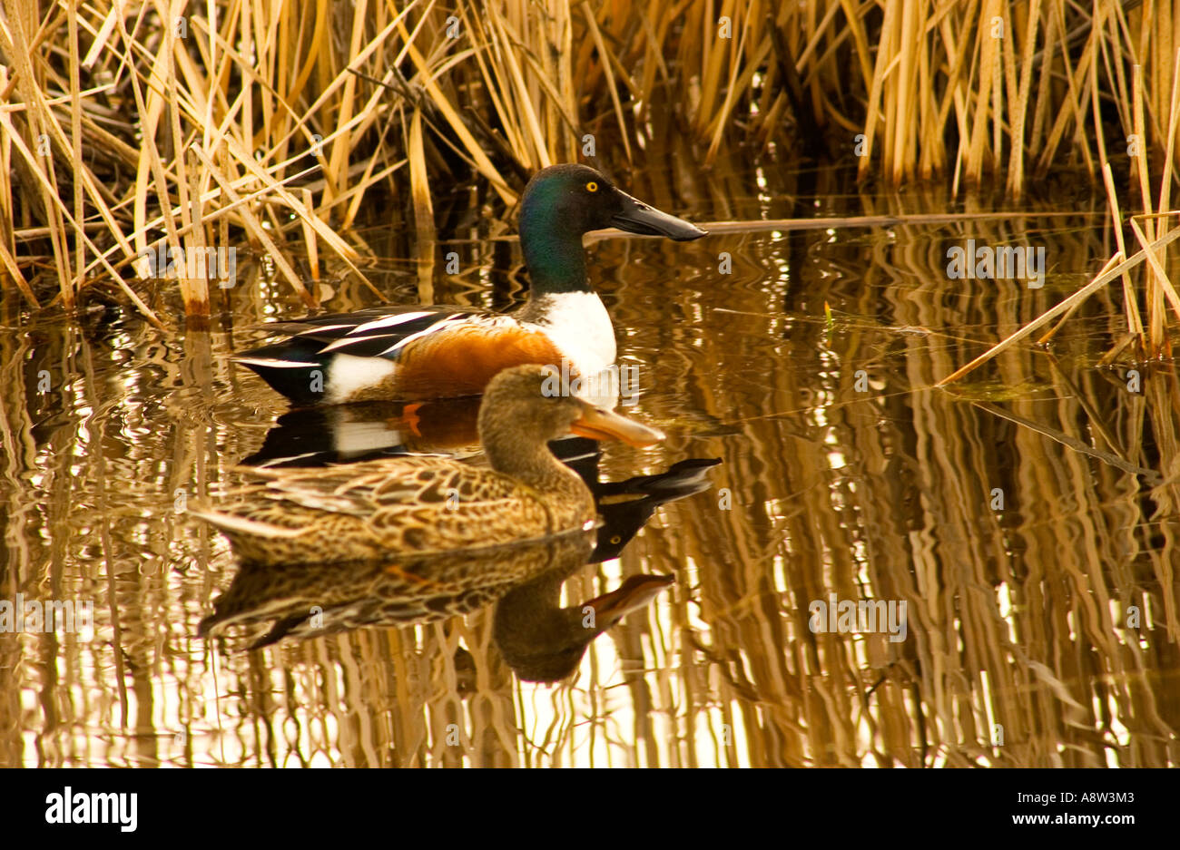 Male and Female Shoveler Ducks in wetland waters Stock Photo - Alamy