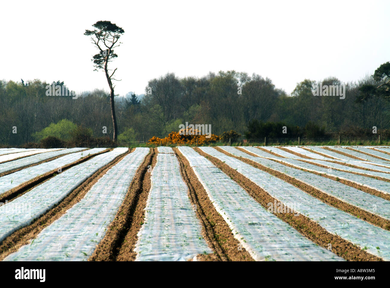 Lines of plastic sheeting covering crops to force propagation to meet ...
