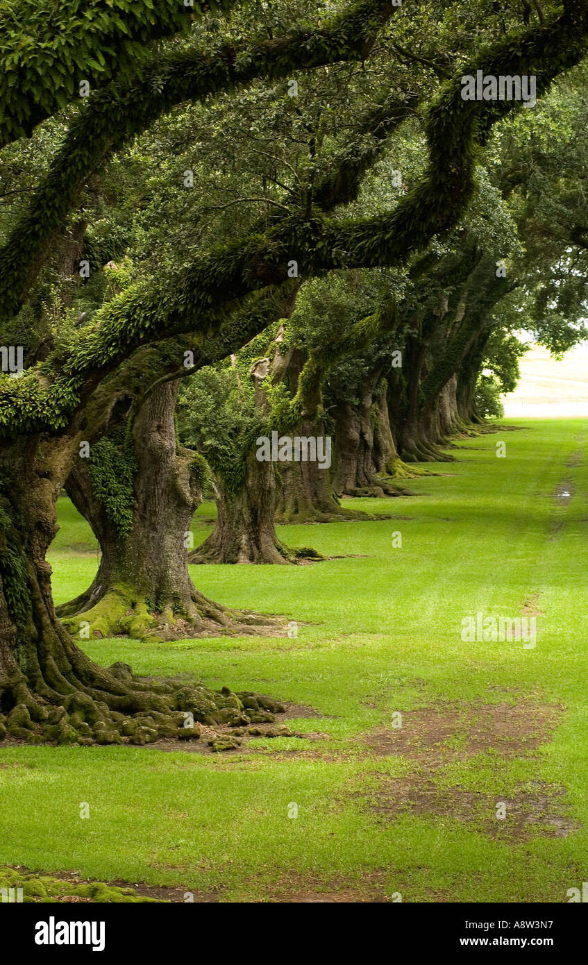 New orleans oak trees hi-res stock photography and images - Alamy