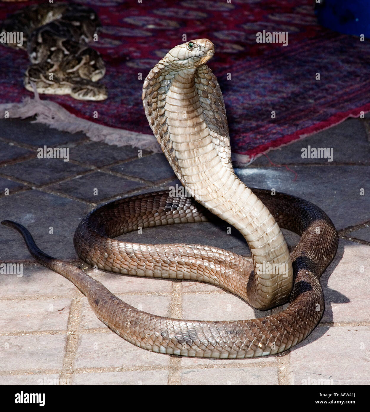 Cobra in Marrakech Stock Photo - Alamy