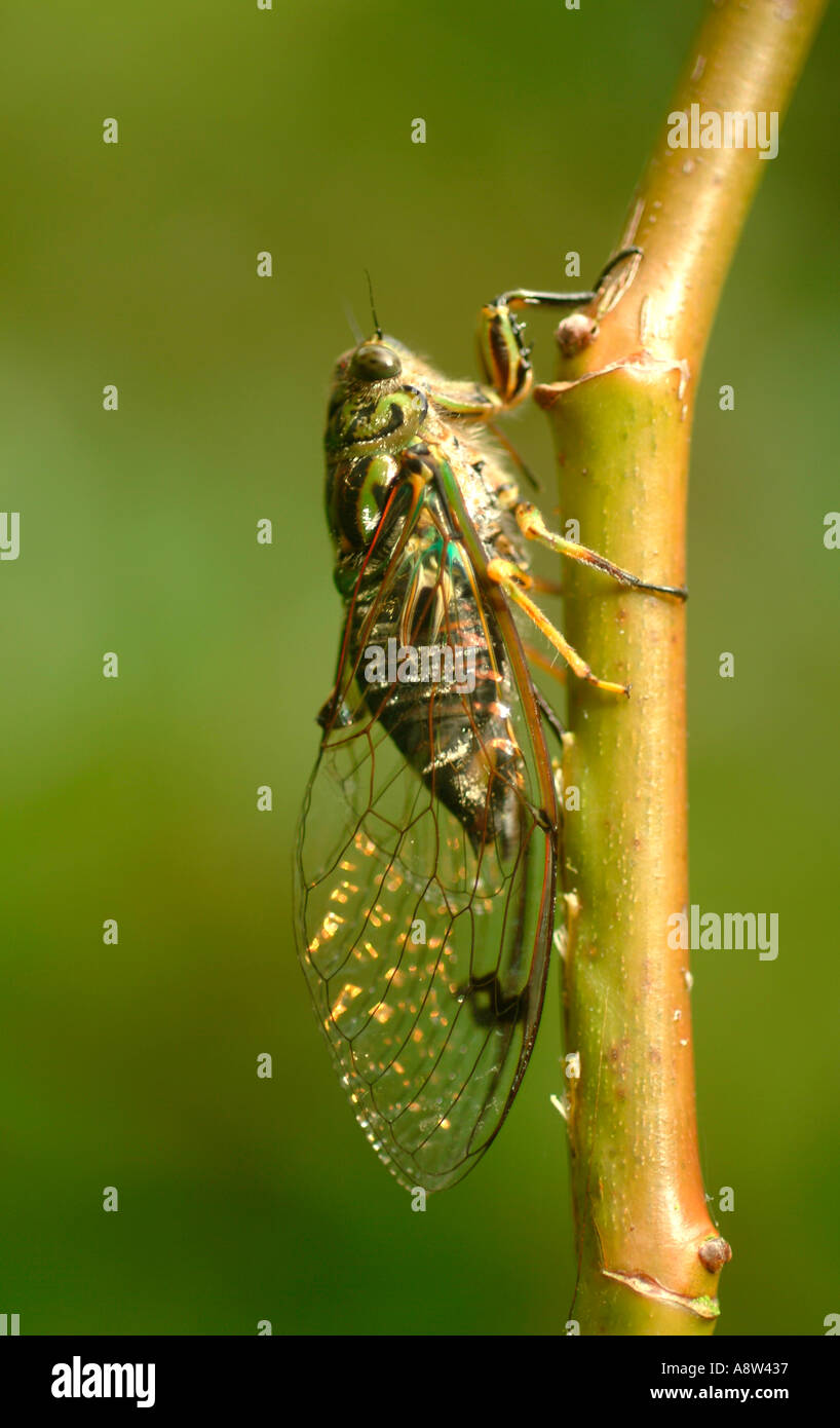 Cicada on stem hi-res stock photography and images - Alamy