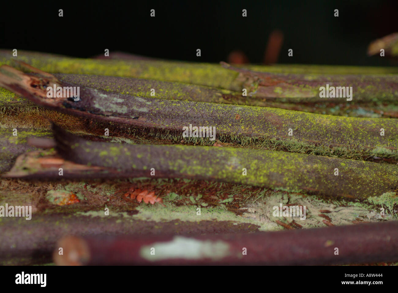 Ponga Tree Trunk Stock Photo - Alamy