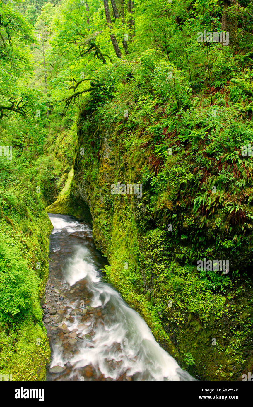 Oneonta Gorge from the Horsetail Falls trail Columbia River Gorge ...